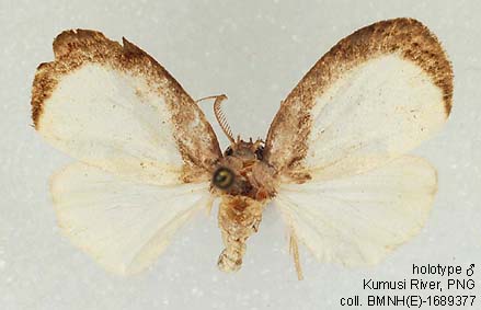 Papua Insects Foundation (Lepidoptera/Erebidae(Arctiinae)/Hemonia ...